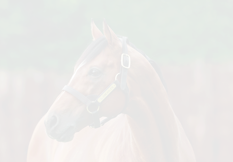 Our American Stallions - Coolmore
